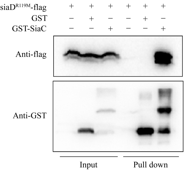 蔻享--共享科学、传播科学